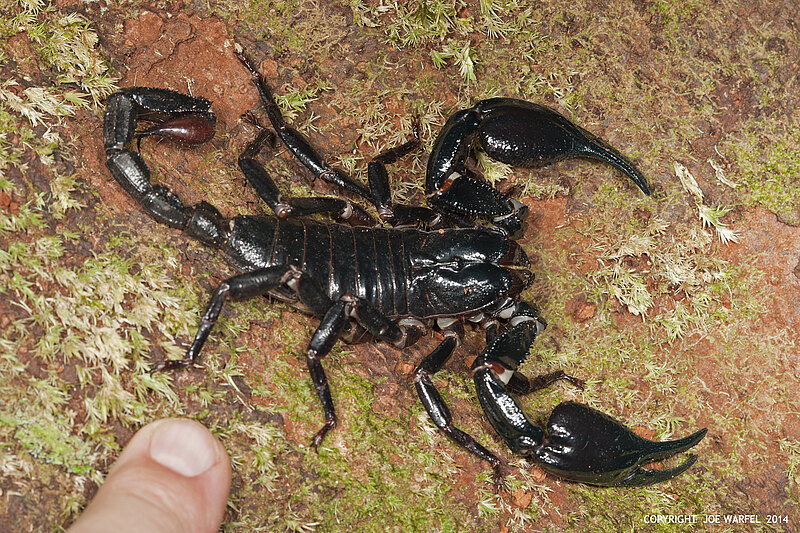 scorpion sire